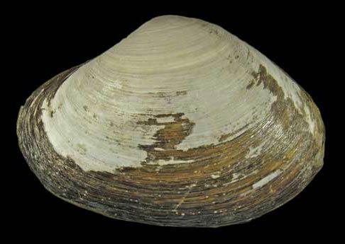 Bivalve-Identification